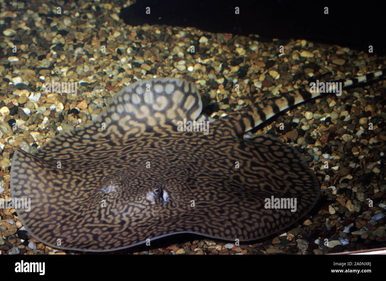 Smooth-back river stingray, Potamotrygon orbignyi Stock Photo - Alamy
