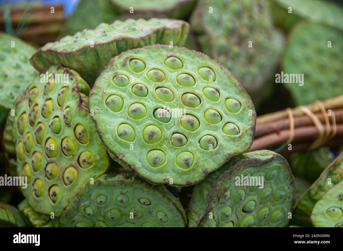 Natural green lotus seed pods blossom Stock Photo - Alamy