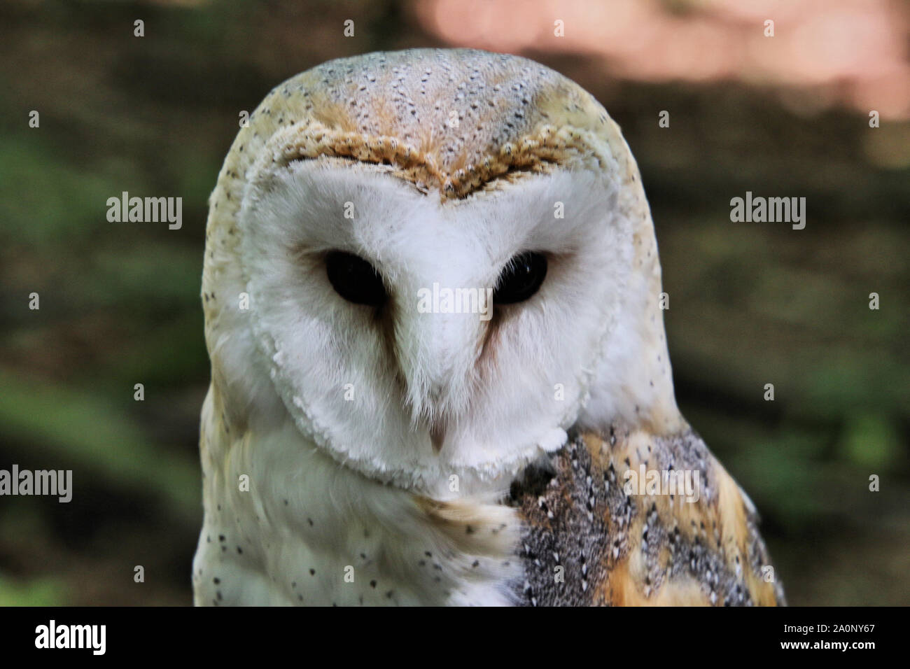 A close up of a Barn Owl Stock Photo - Alamy