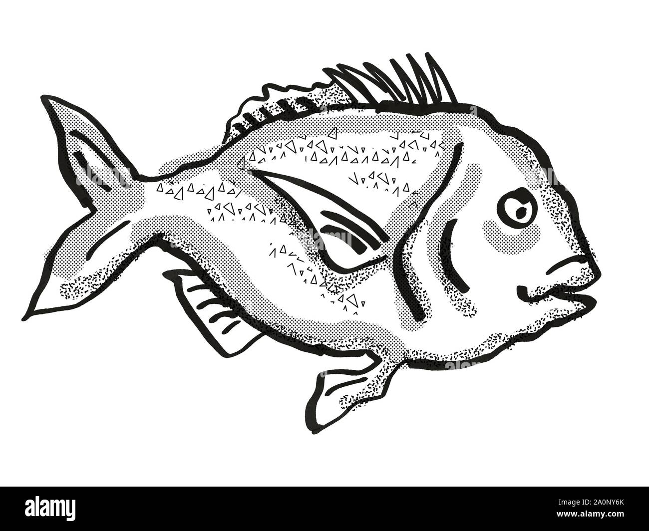 Retro cartoon style drawing of a snapper fish, a native New Zealand ...