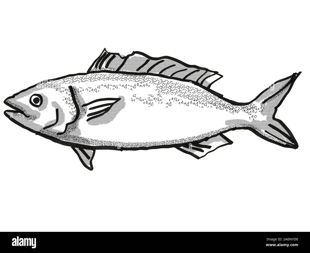 Retro cartoon style drawing of a kahawai , a native New Zealand marine ...