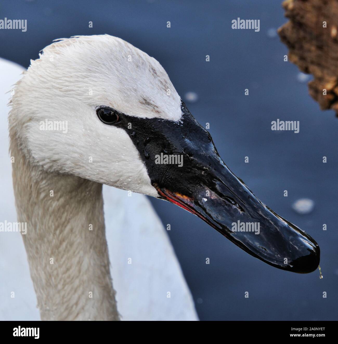 A view of a Trumpeter Swan Stock Photo - Alamy