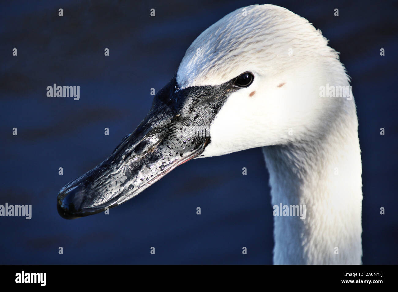 A view of a Trumpeter Swan Stock Photo - Alamy