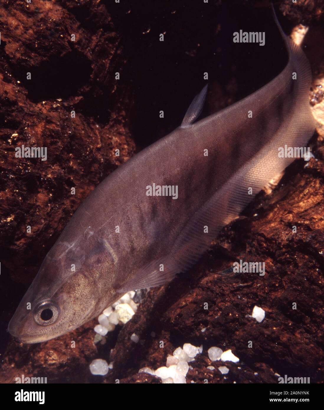 African Knife Fish