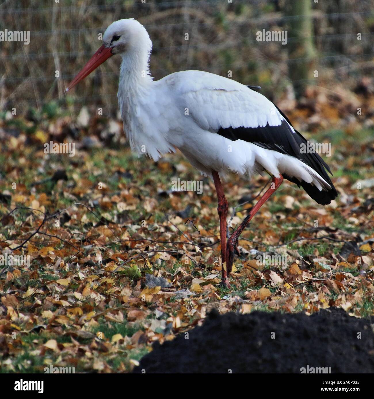 A picture of a White Stork Stock Photo - Alamy