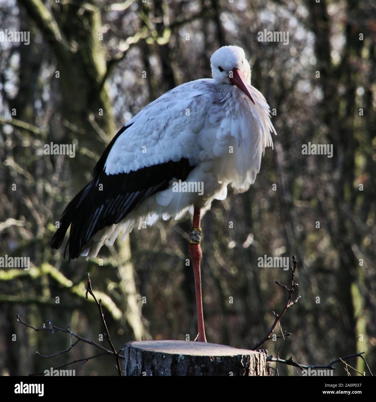 Gray Stork High Resolution Stock Photography and Images - Alamy