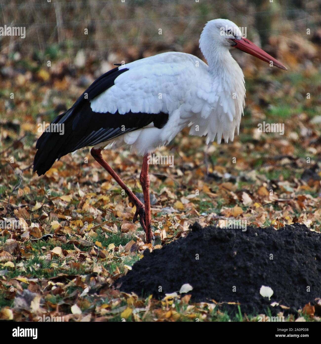 Gray Stork High Resolution Stock Photography and Images - Alamy