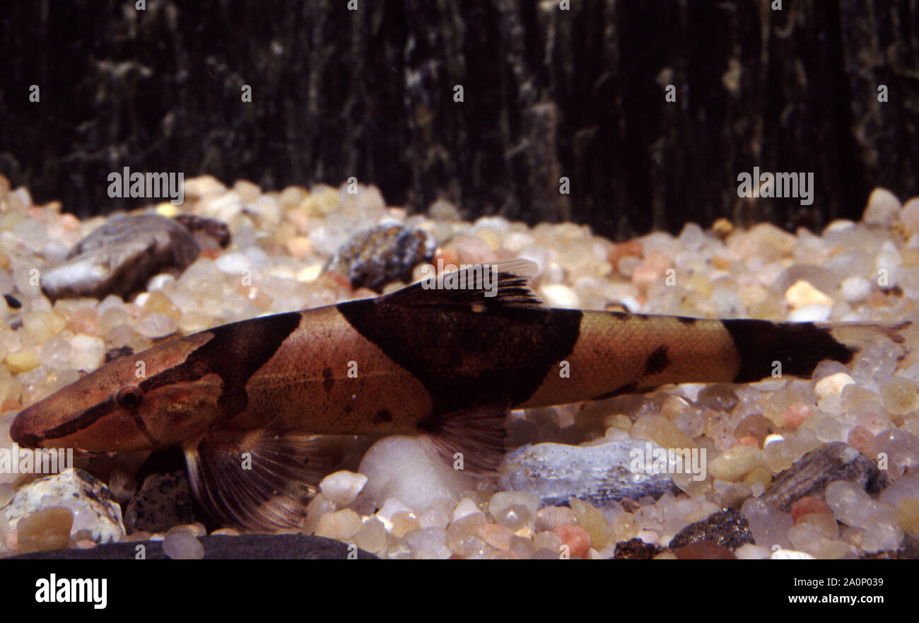 Saddle-back loach, Homaloptera orthogoniata Stock Photo - Alamy