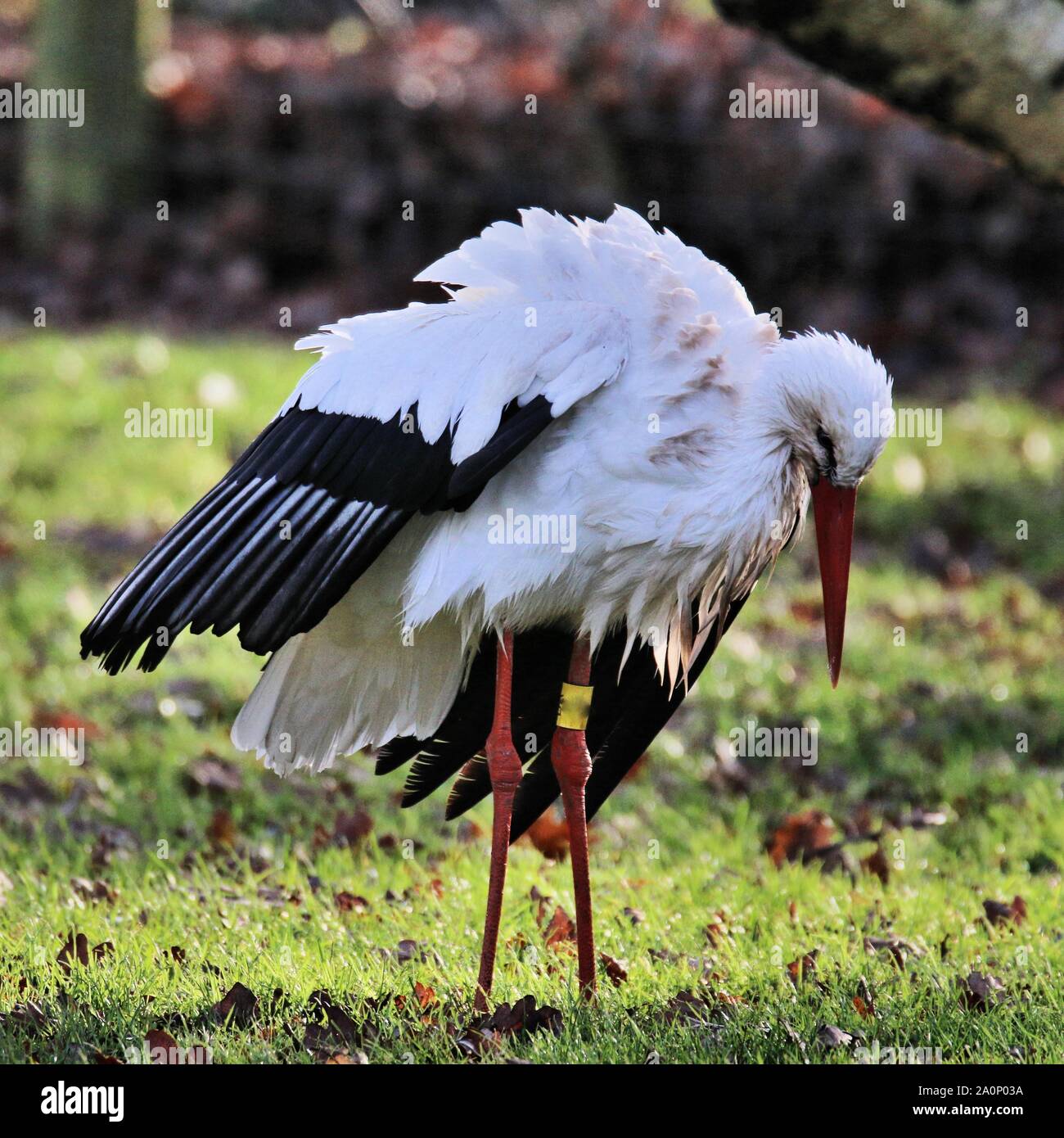 Gray Stork High Resolution Stock Photography and Images - Alamy