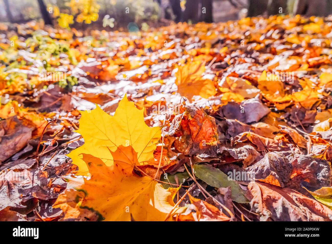 Fresh yellow maple fall tree foliage on ground of park lighted with ...