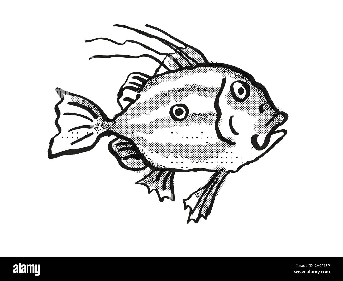Retro cartoon style drawing of a John Dory, a native New Zealand marine ...