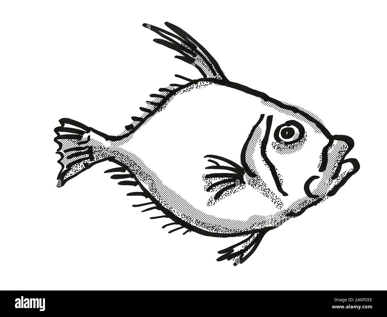 Retro cartoon style drawing of a Silver Dory, a native New Zealand ...