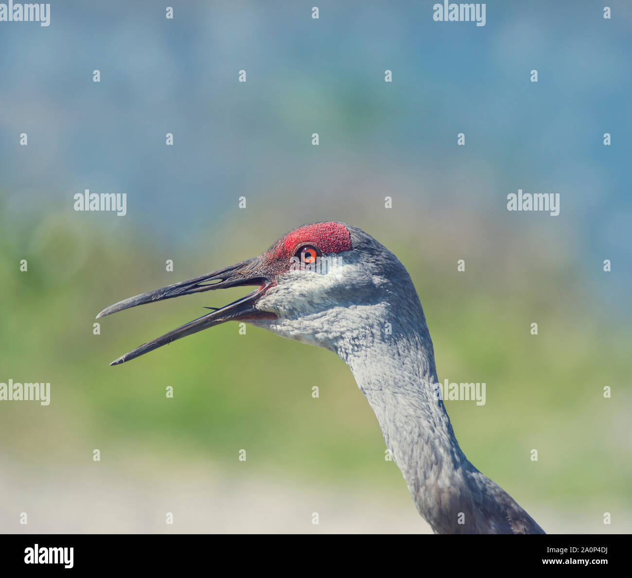 Sandhill Crane head , close up shot Stock Photo - Alamy
