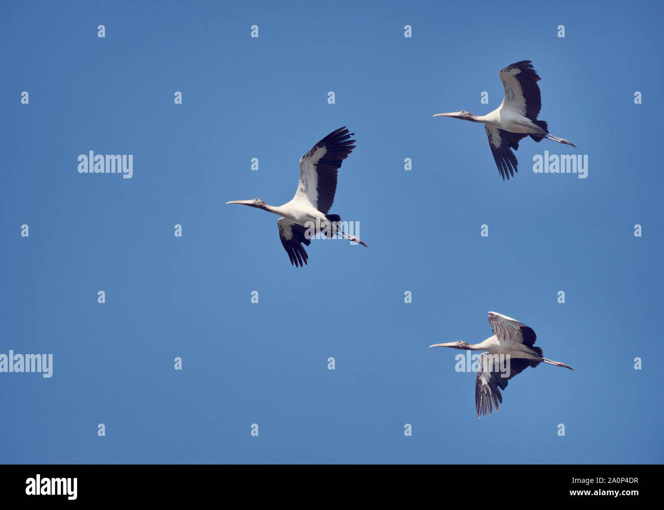 Wood Storks in flight against the blue sky Stock Photo - Alamy
