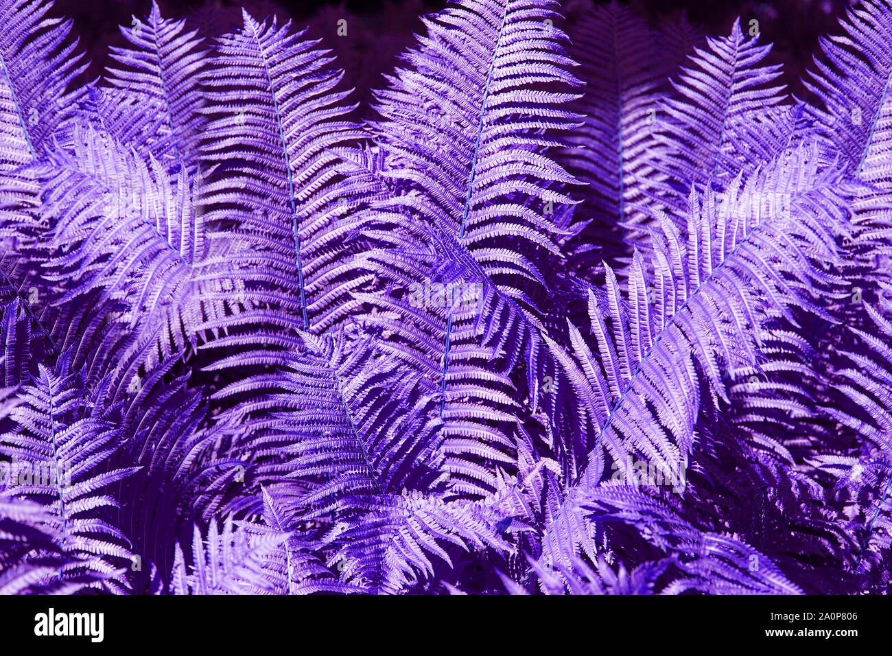 Bracken foliage hi-res stock photography and images - Alamy