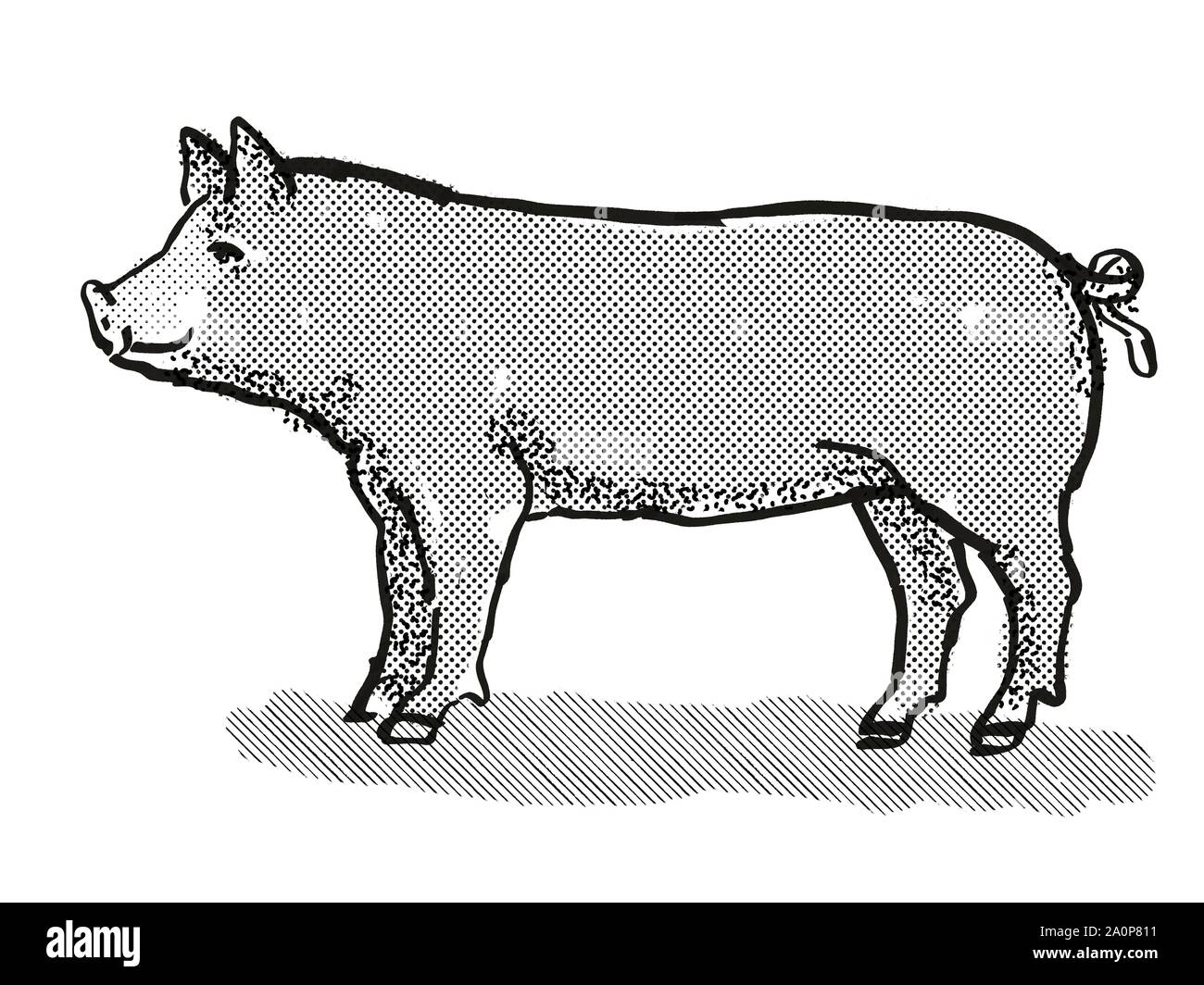 Retro cartoon style drawing of a Berkshire sow or boar, a pig breed ...