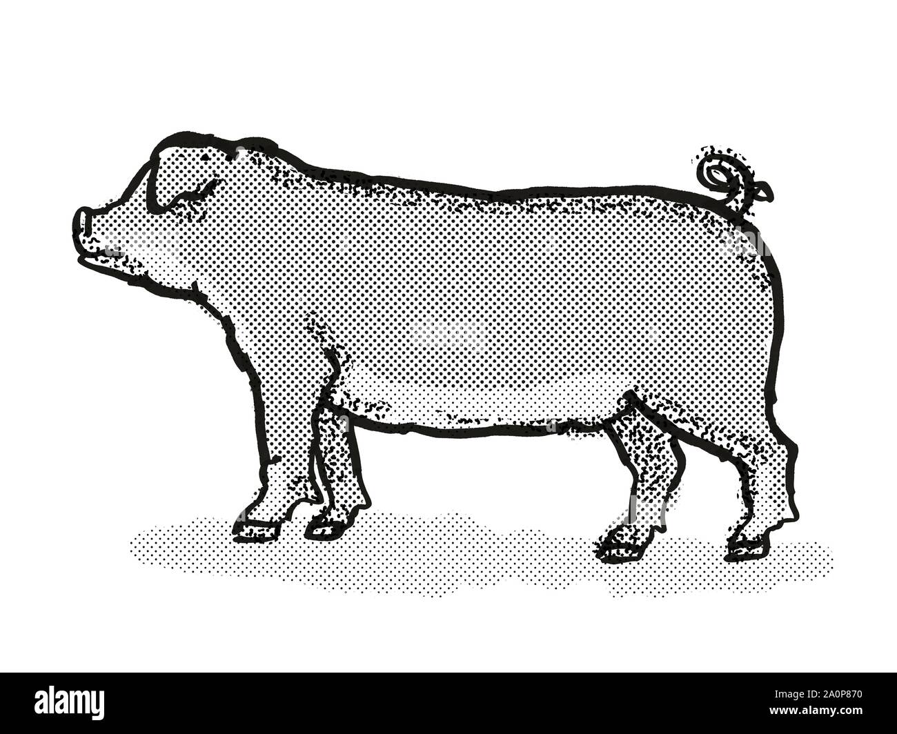 Retro cartoon style drawing of a Duroc sow or boar, a pig breed viewed ...