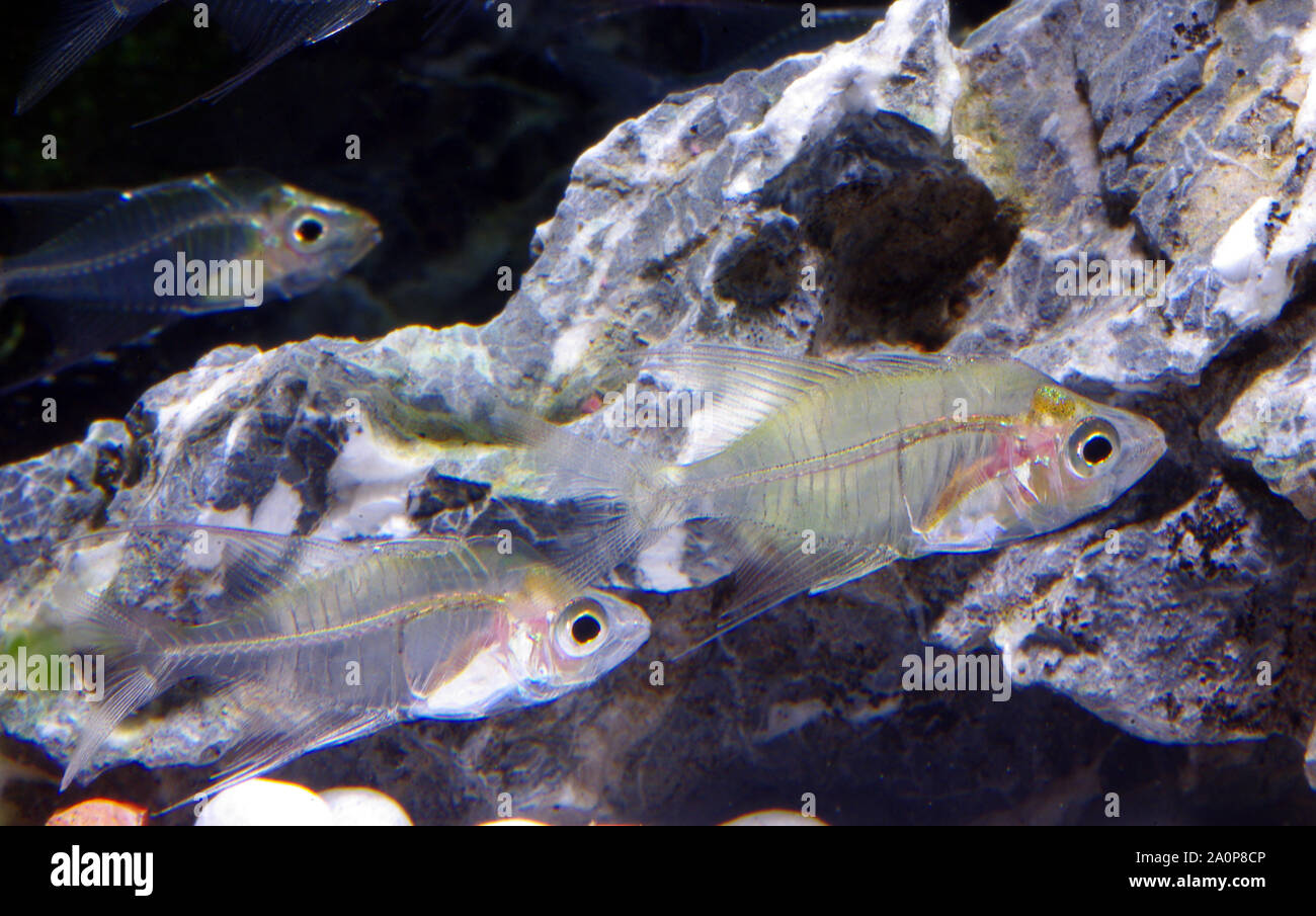 Filament glassfish gymnochanda filamentosa hi-res stock photography and ...