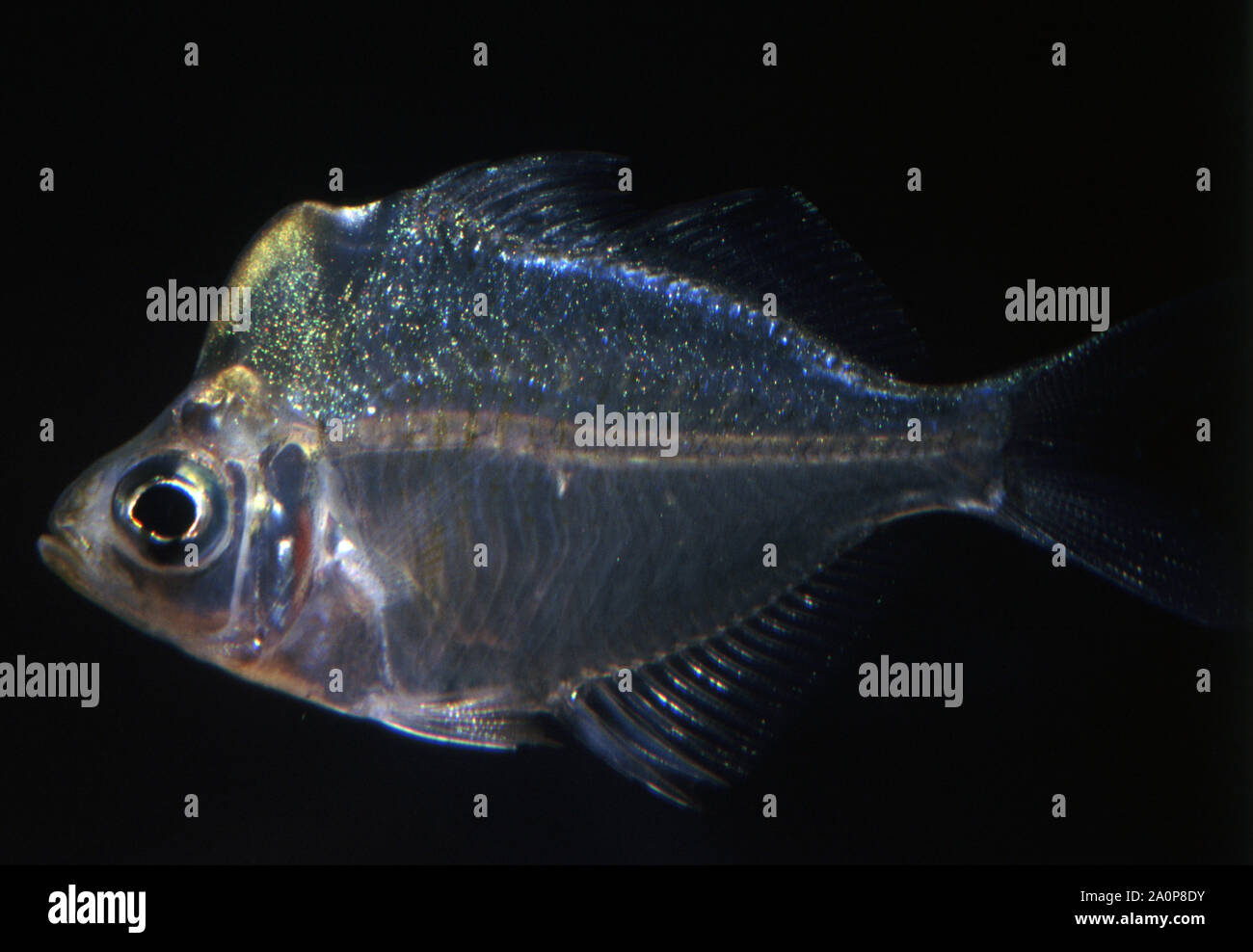 Humphead glassfish hi-res stock photography and images - Alamy