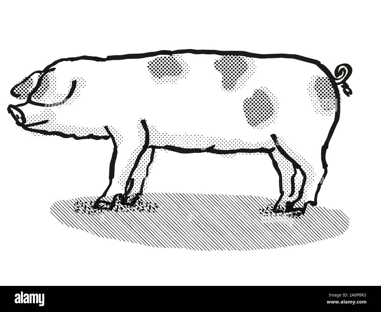 Black spots on a pig Cut Out Stock Images & Pictures - Alamy