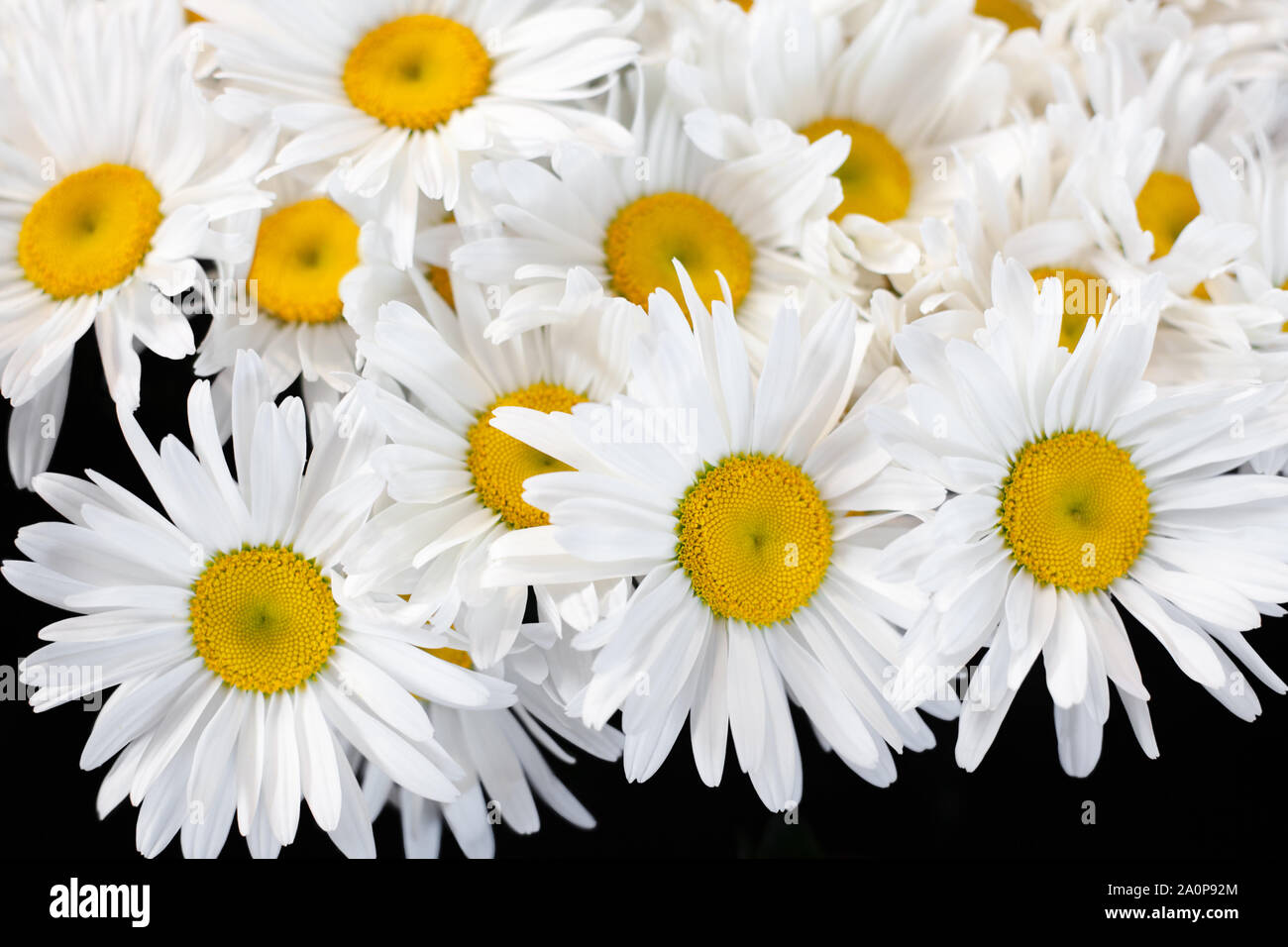A lot of big white daisies flower in bloom on black background close up ...