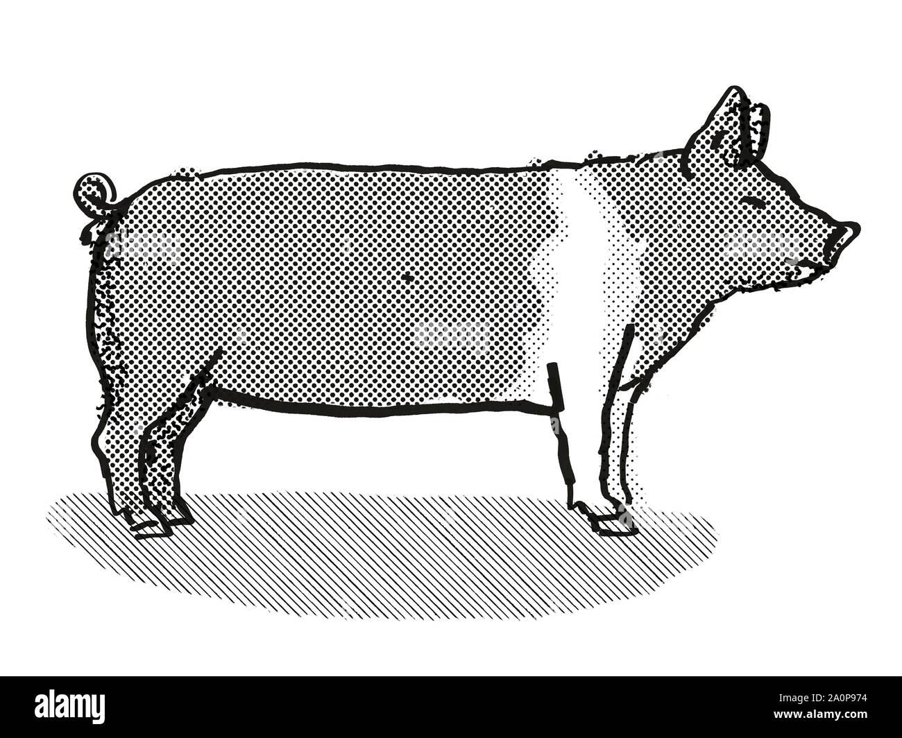 Retro cartoon style drawing of a Hampshire sow or boar, a pig breed ...