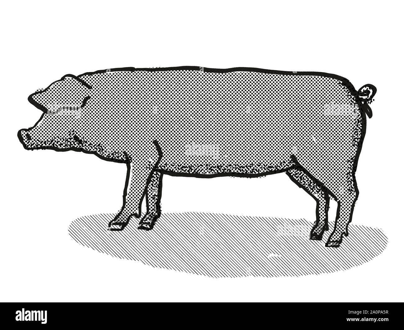 Retro cartoon style drawing of a Large Black sow or boar, a pig breed ...