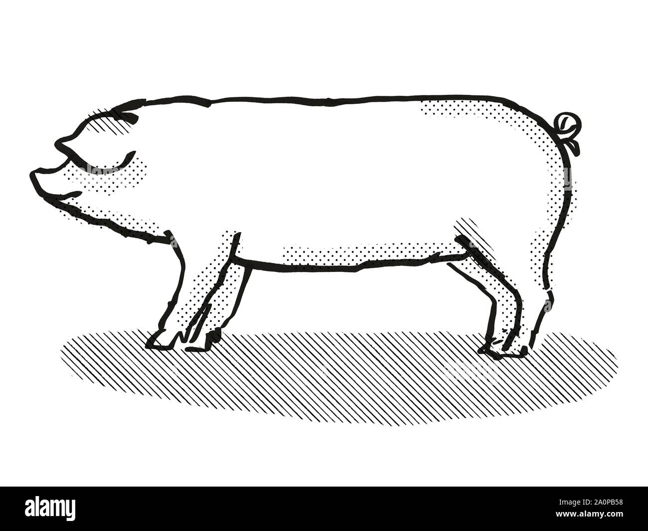 Retro cartoon style drawing of a Welsh sow or boar, a pig breed viewed ...