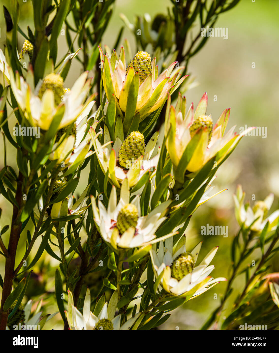 Protea tree australia hi-res stock photography and images - Alamy