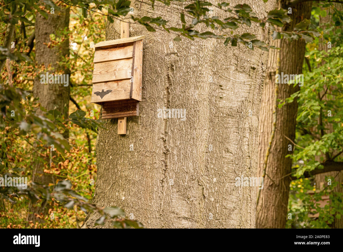 Bat box house shelter hi-res stock photography and images - Alamy