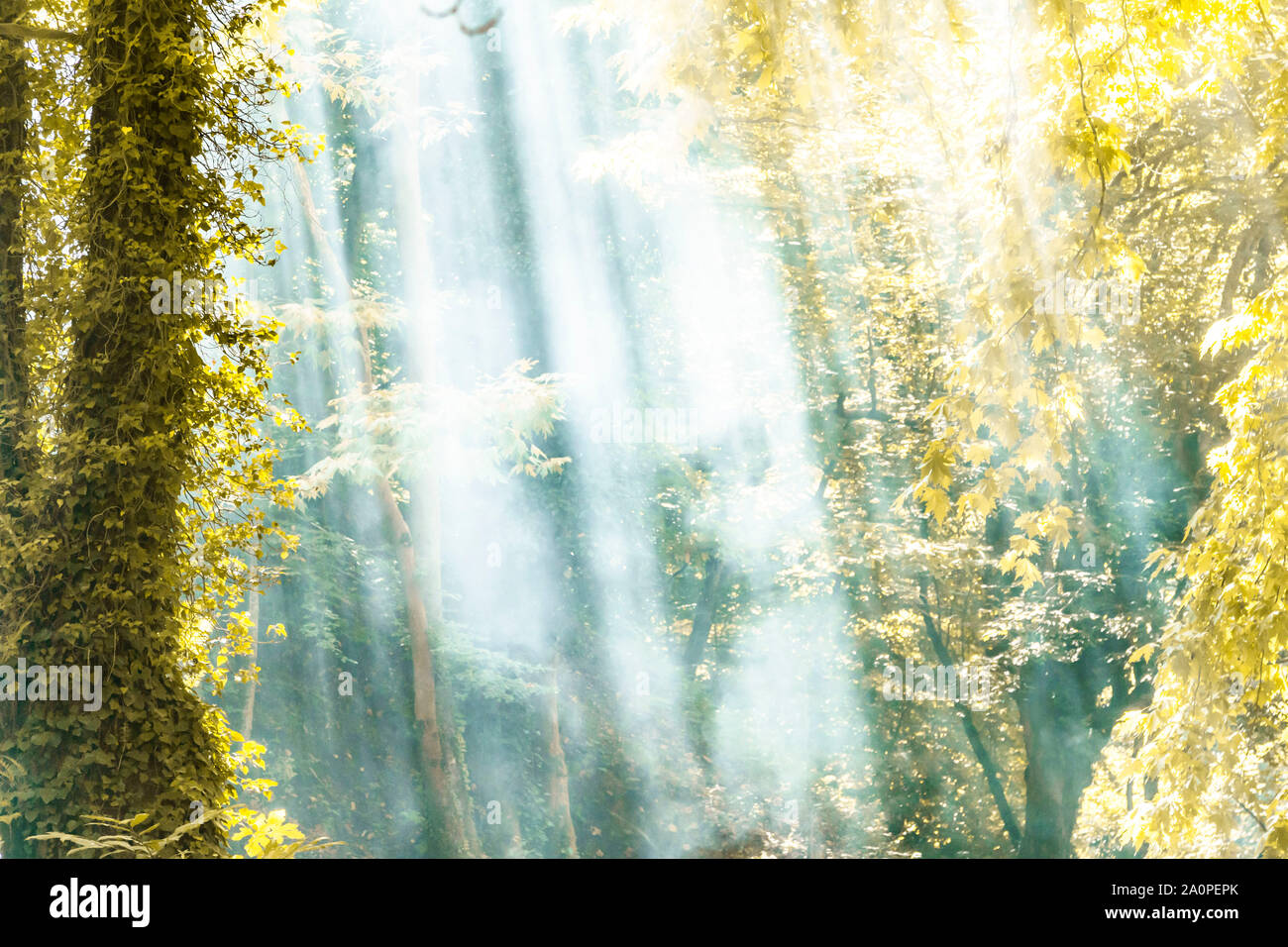 Filtered sun rays seen through tree leaves Stock Photo - Alamy