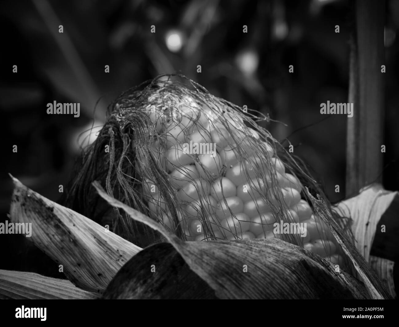 Black and white landscap hi-res stock photography and images - Alamy