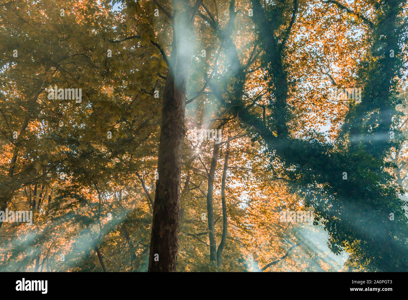 Filtered sun rays seen through tree leaves Stock Photo - Alamy