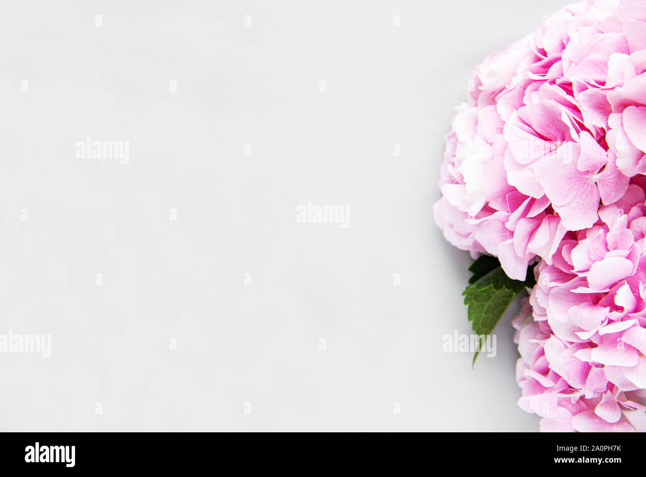 Pink flowers of hydrangea on a white background Stock Photo - Alamy