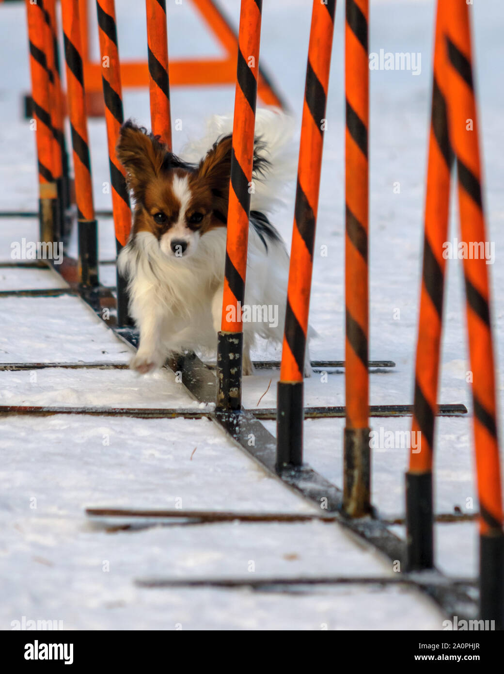 Dog Papillon at agility competition Stock Photo - Alamy
