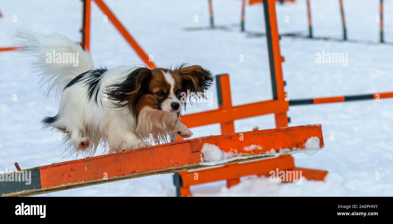 Dog Papillon at agility competition Stock Photo - Alamy