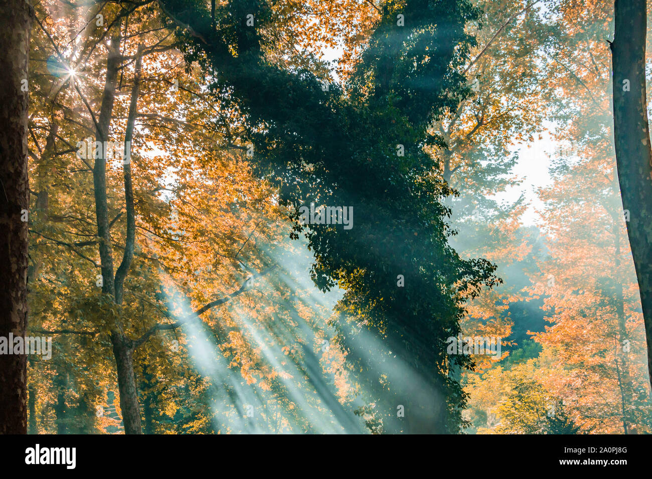 Filtered sun rays seen through tree leaves Stock Photo - Alamy