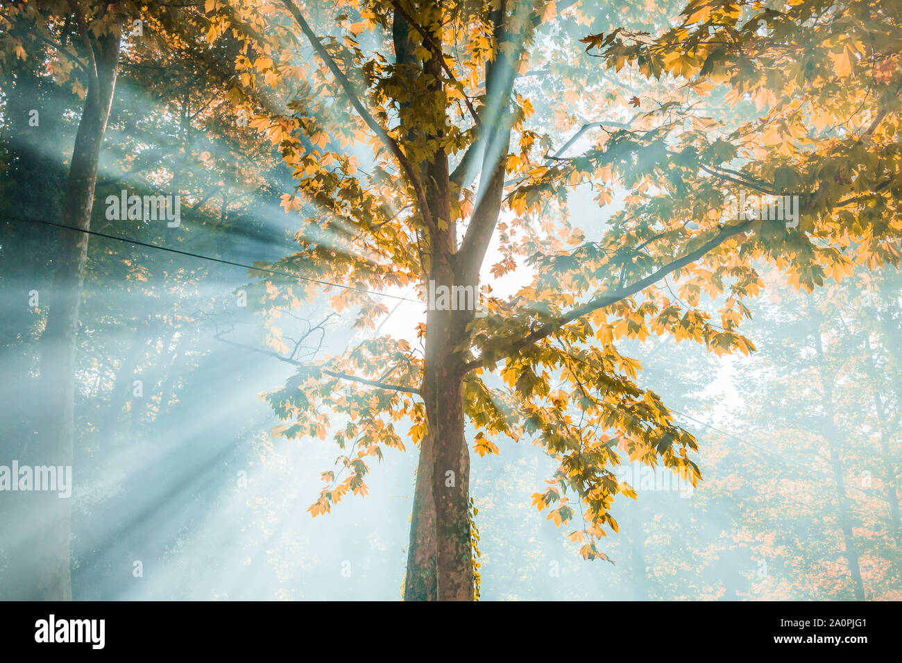 Sun filtered garden hi-res stock photography and images - Alamy