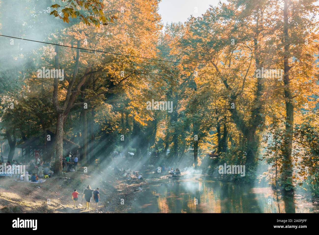 Filtered sun rays seen through tree leaves Stock Photo - Alamy