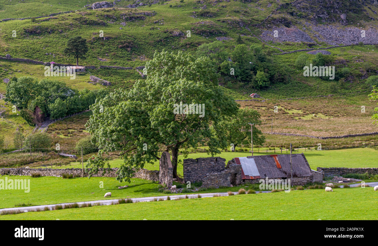 Sheep graze beside a ruined barn in the valley floor of Cwm Croesor in ...