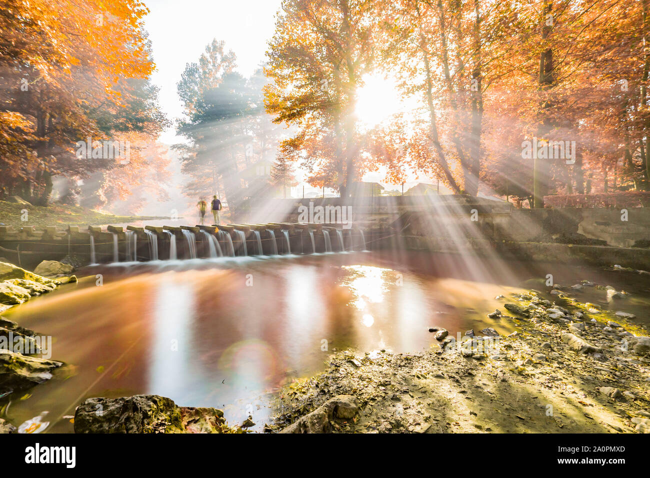 Filtered sun rays seen through tree leaves Stock Photo - Alamy