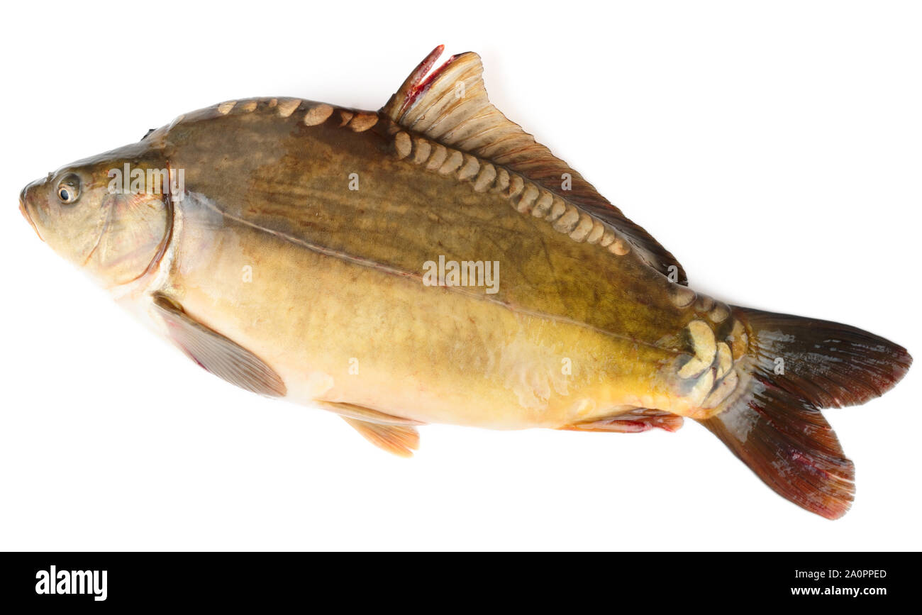 Scaleless carp isolated on white background Stock Photo - Alamy