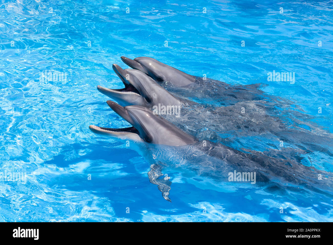 Underwater world swimming dolphins hi-res stock photography and images ...