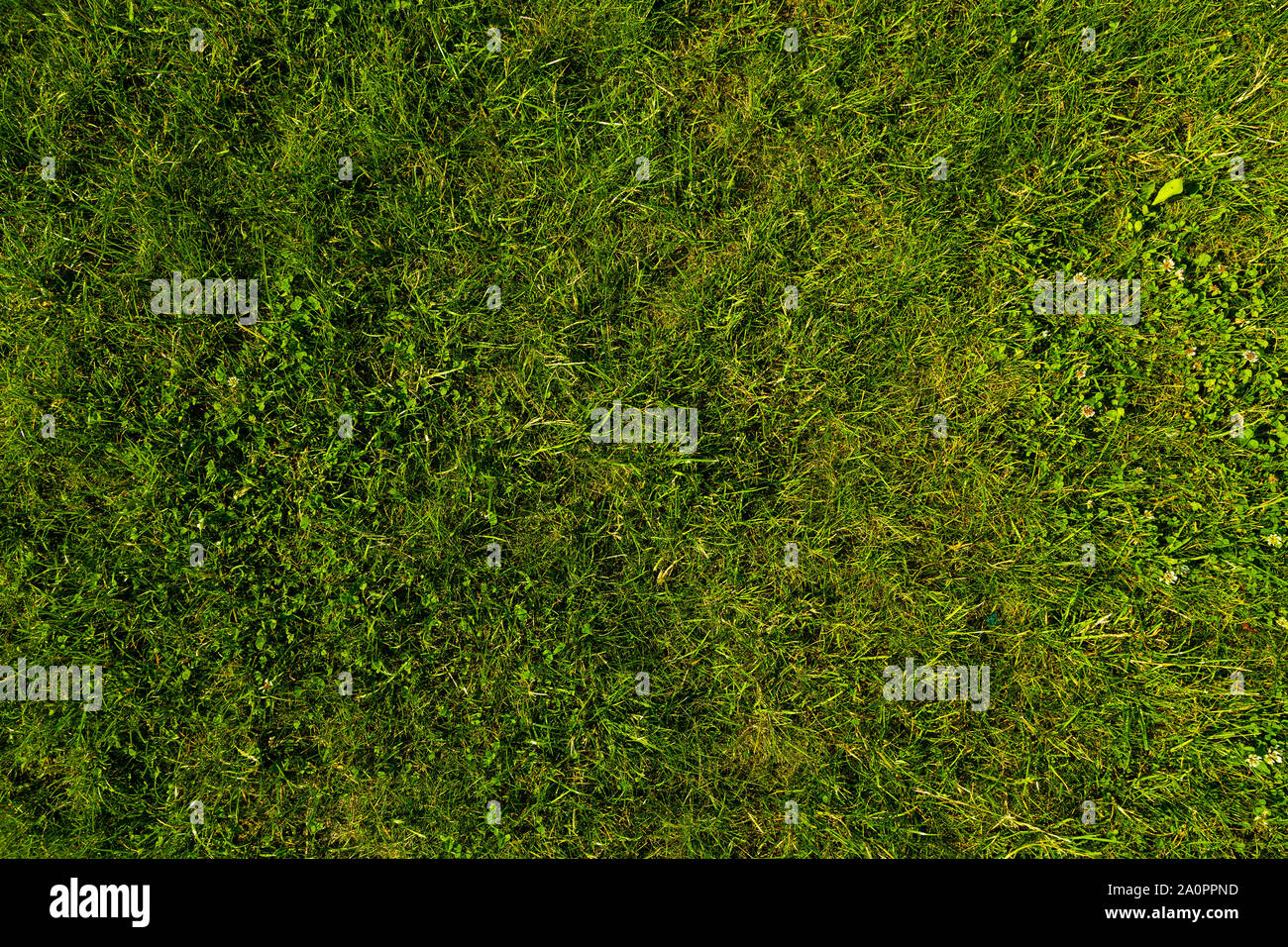 Elevated view of lush green grass growing on ground Stock Photo - Alamy