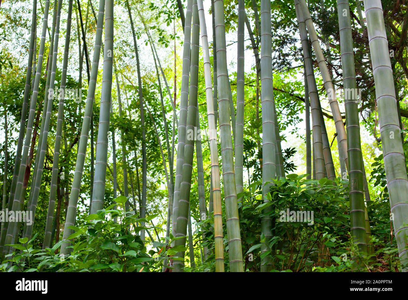 High bamboo trees in a green bamboo forest background texture Stock ...
