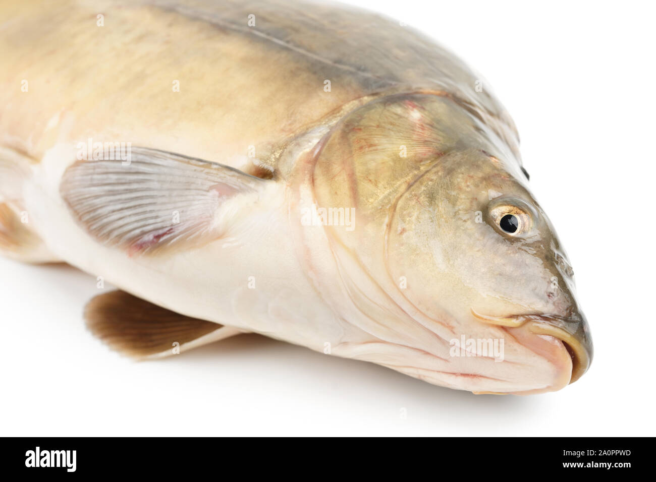 Scaleless carp isolated on white background Stock Photo - Alamy