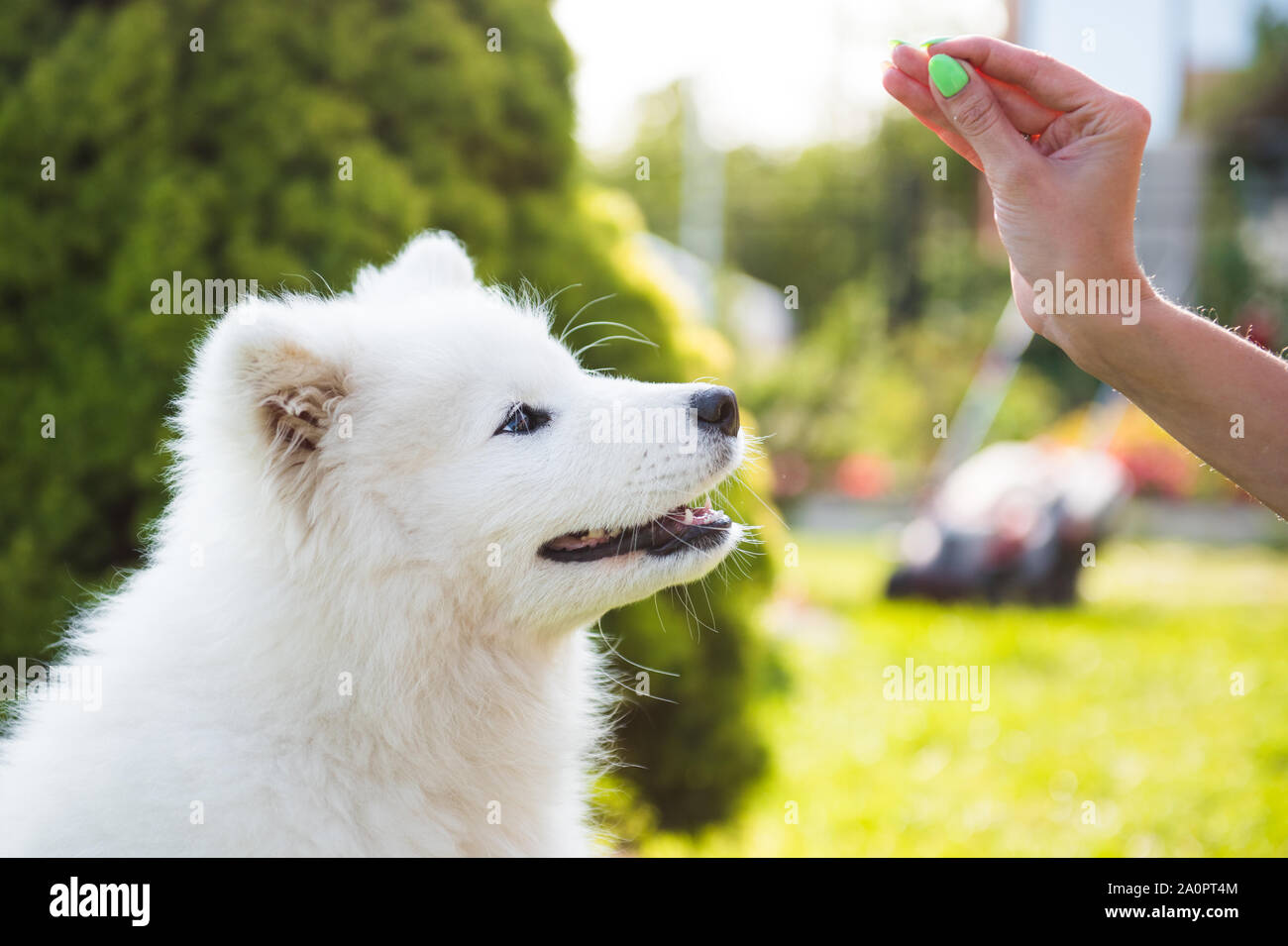 Happy Samoyed dog looking up at its owner Stock Photo - Alamy