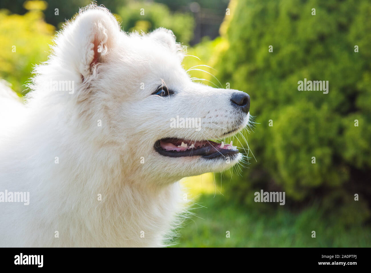 Happy Samoyed dog looking up at its owner Stock Photo - Alamy