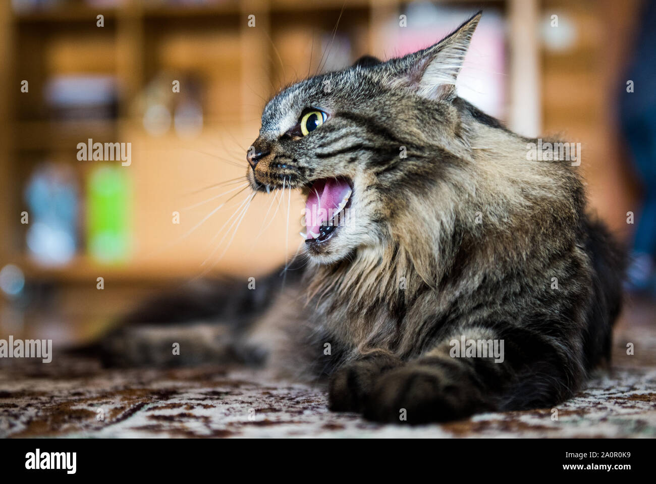 Angry Cat Domestic High Resolution Stock Photography and Images - Alamy