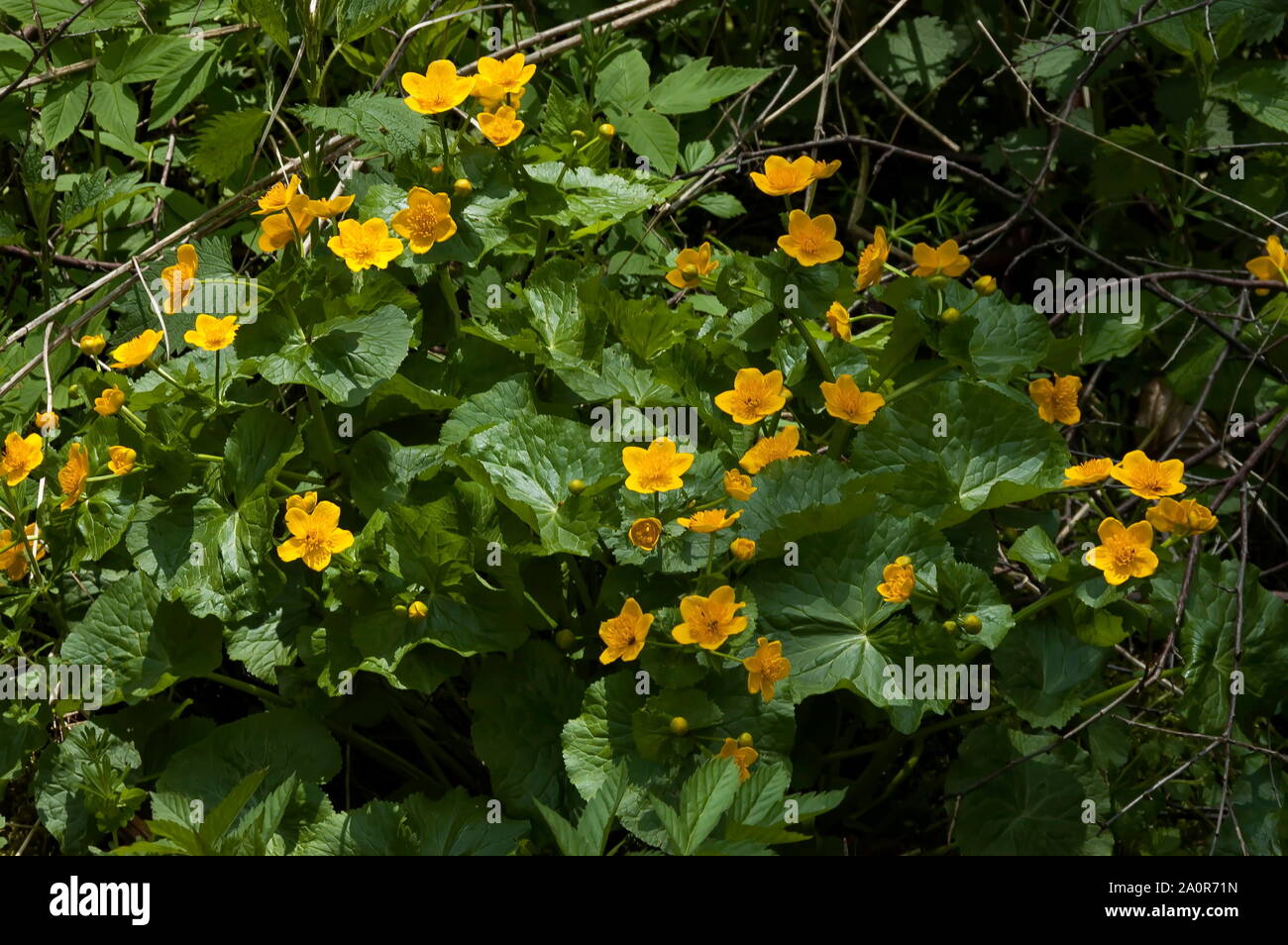 Vernal plants and flowers in Plana mountain, Bulgaria Stock Photo - Alamy